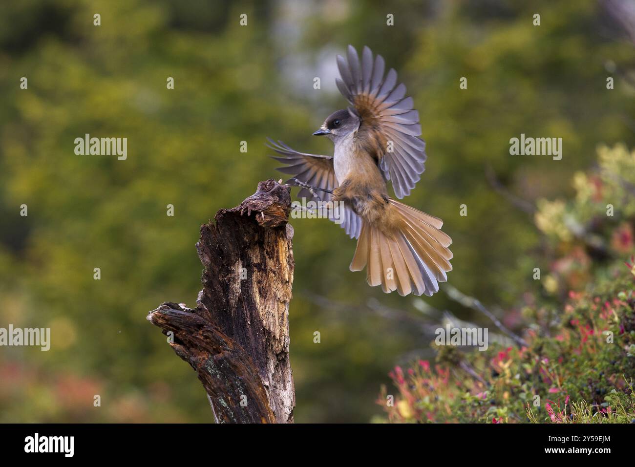 A cropped jay flies towards a tree stump and is shown in side view ...