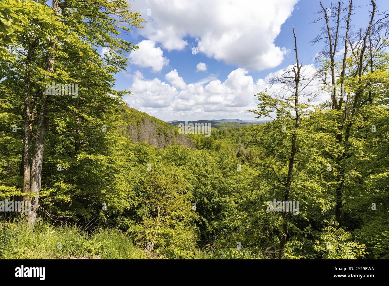 Hiking in the Dragon Gorge Thuringia Eisenach Stock Photo - Alamy