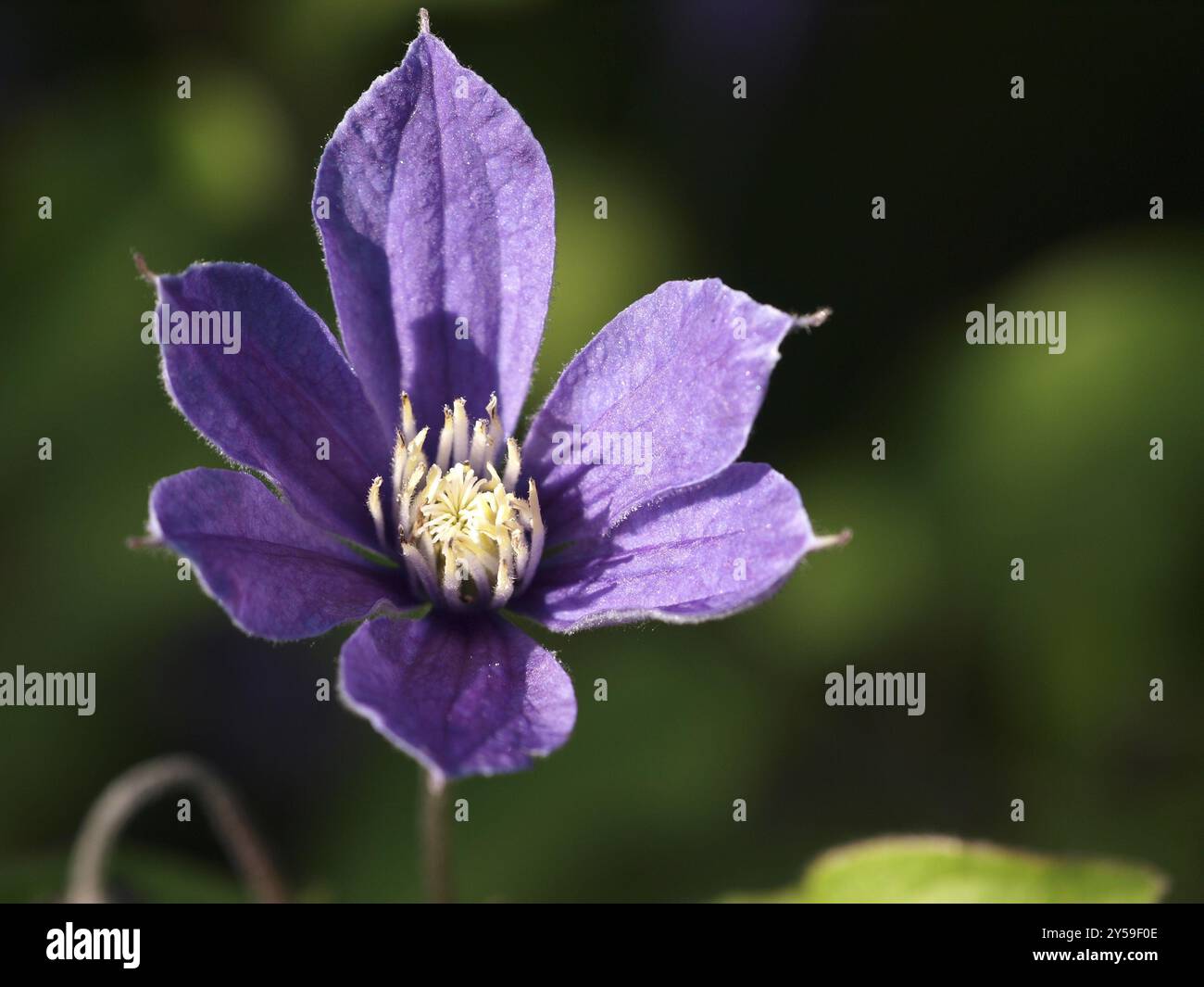 Clematis integrifolia Arabella Stock Photo - Alamy
