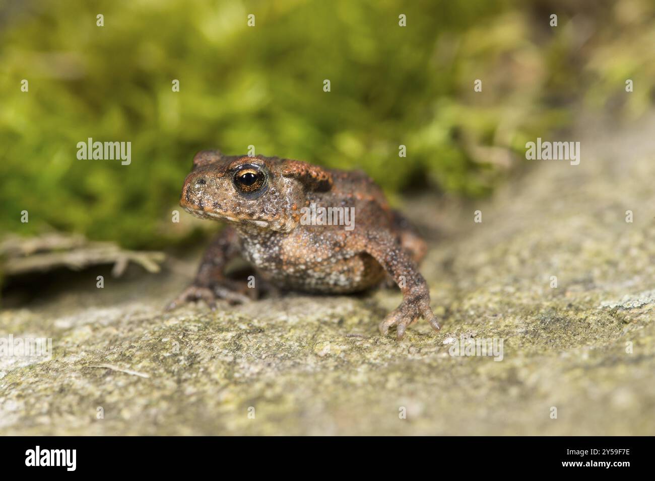 Young toads hi-res stock photography and images - Alamy