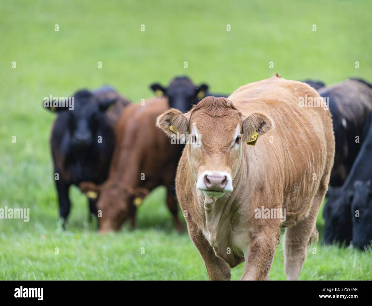 Cow Portrait with herd out of focus in background Stock Photo - Alamy