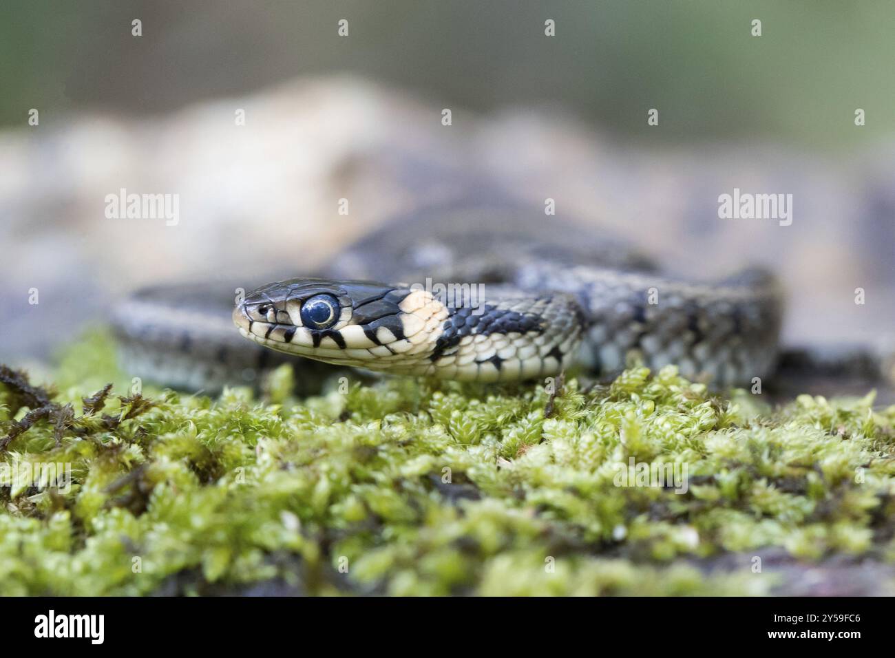 Side view of a young grass snake Stock Photo - Alamy