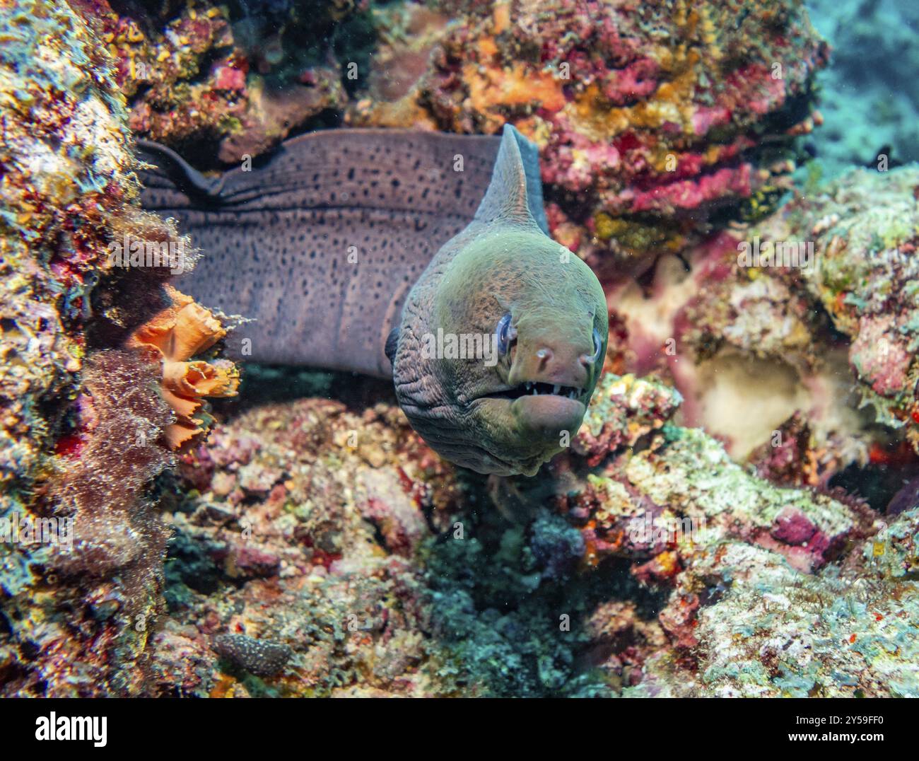 Giant Moray Eel, Maldives, Asia Stock Photo - Alamy