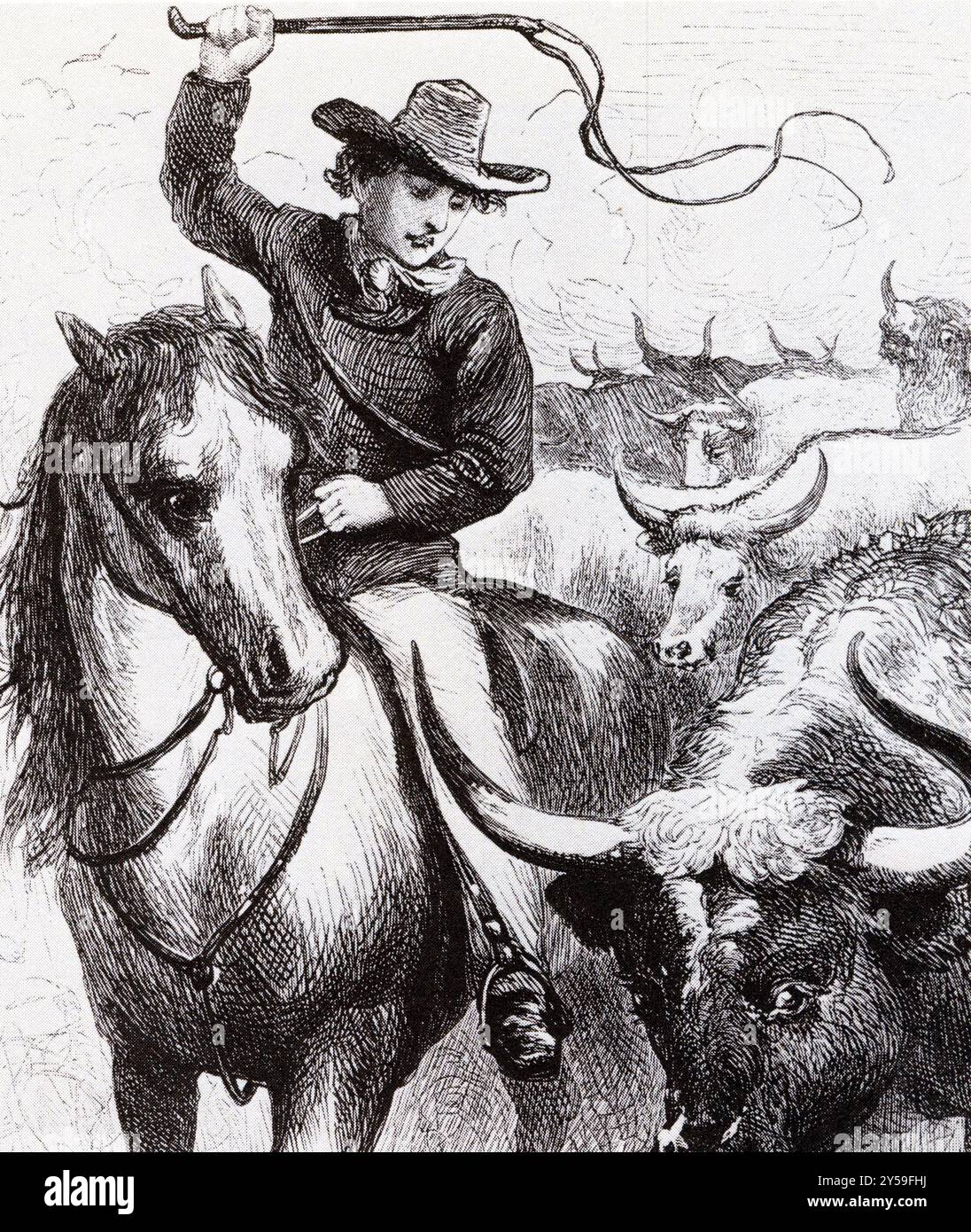 Engraving of acowboy rounding up longhorn cattle, circa 1880 Stock ...
