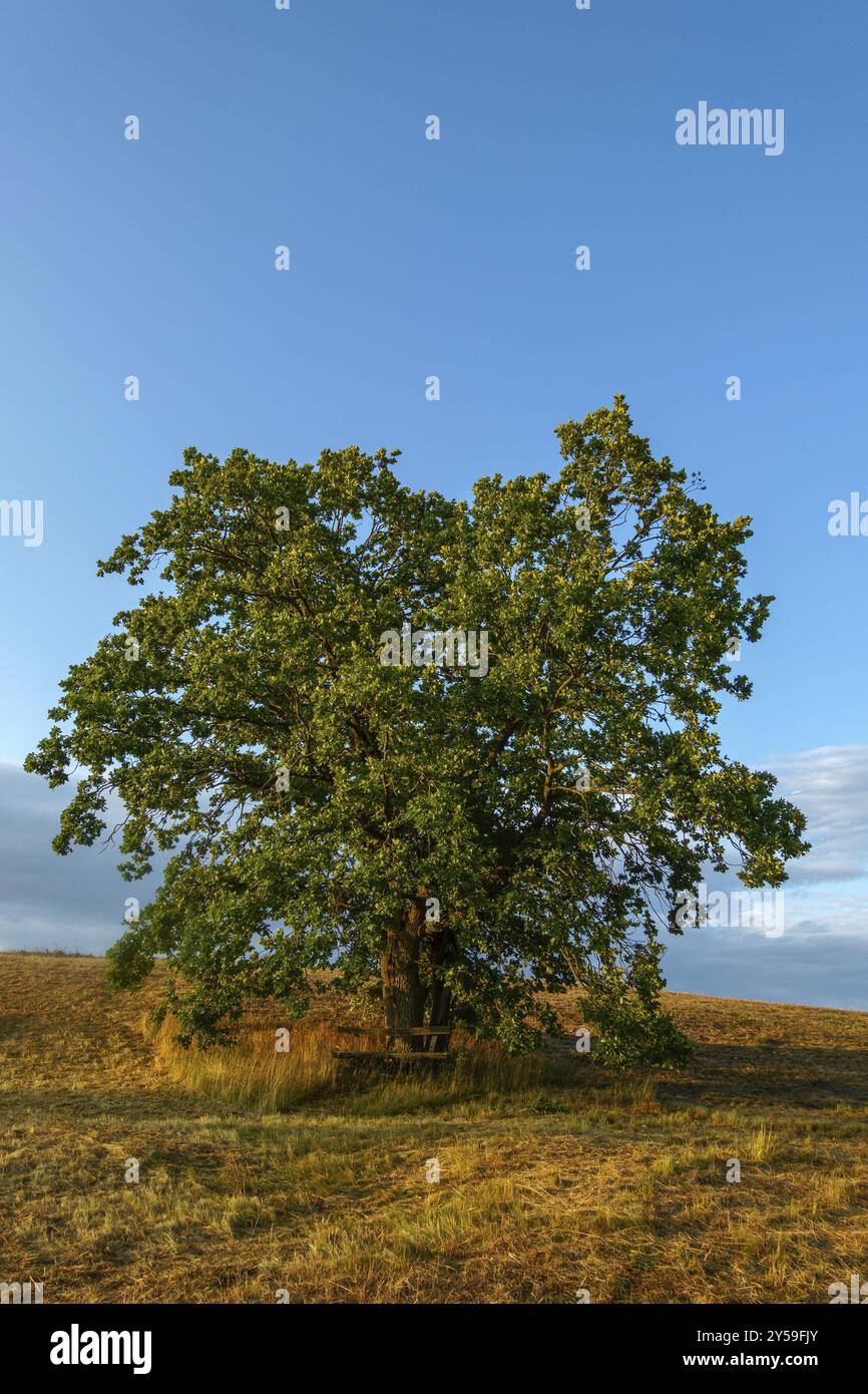 Tree standing alone in the landscape, peace and relaxation Stock Photo ...