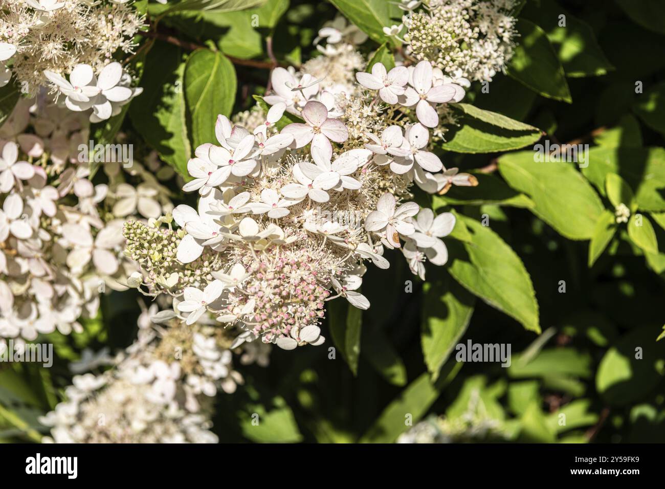 Hydrangea paniculata kyushu hi-res stock photography and images - Alamy