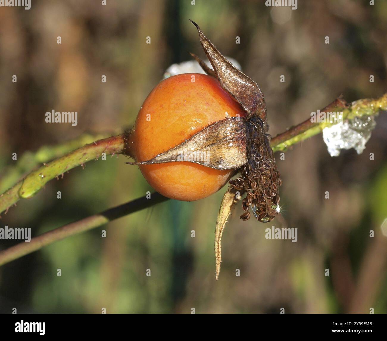 Rose hip of the Golden Wings rose Stock Photo - Alamy