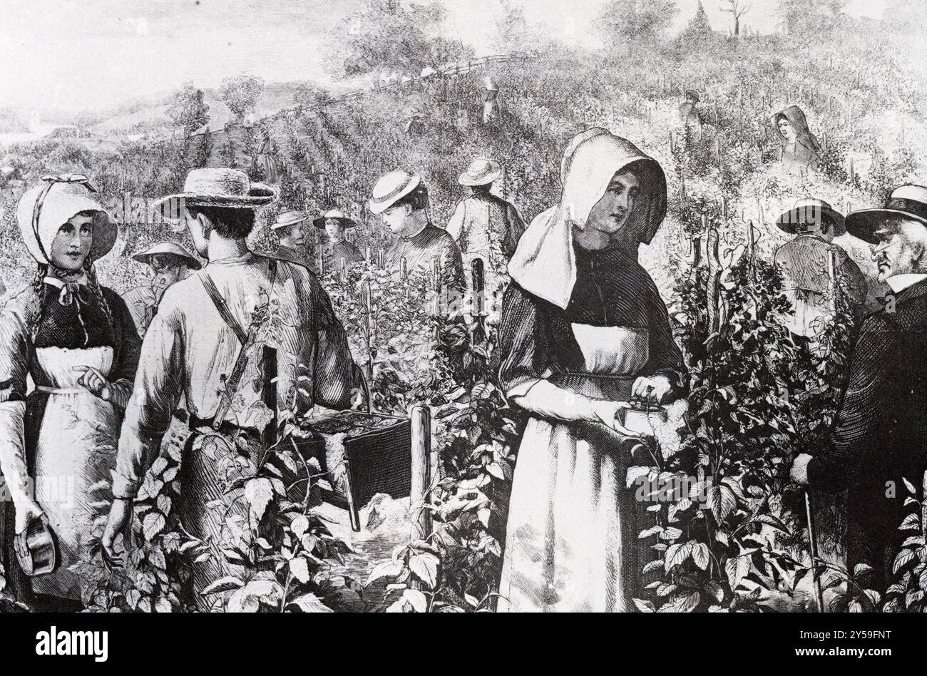 Engraving of men and women working at harvest time, circa 1880 Stock ...