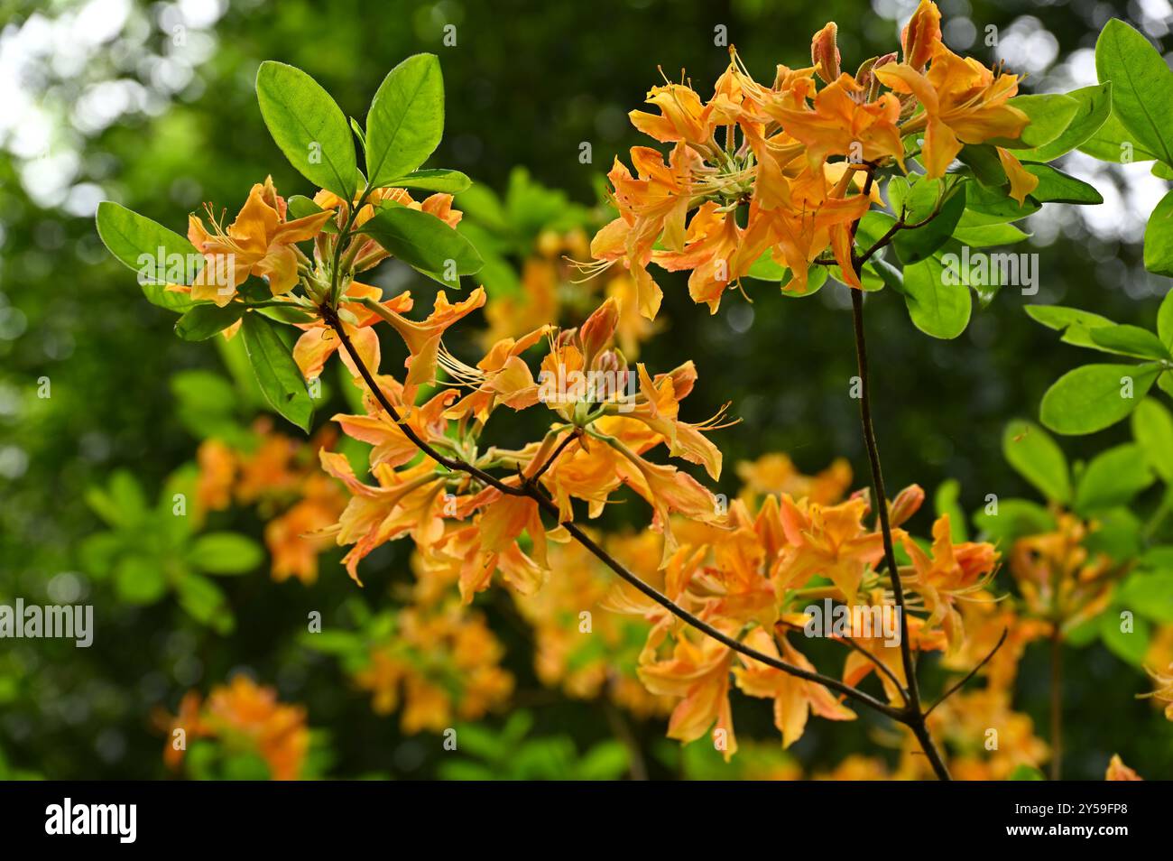Vibrant egg yolk yellow, spring flowers of rhododendron Golden Lights ...
