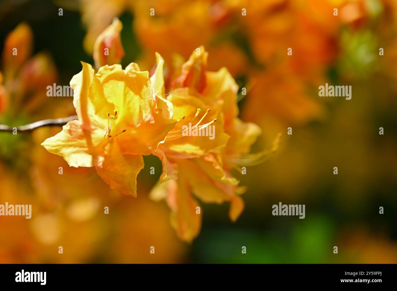 Vibrant egg yolk yellow, spring flowers of rhododendron Golden Lights ...