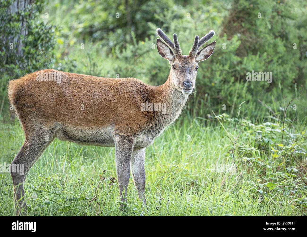 Red deer, Woodland, Glenveagh National Park, Donegal, Ireland, Europe ...