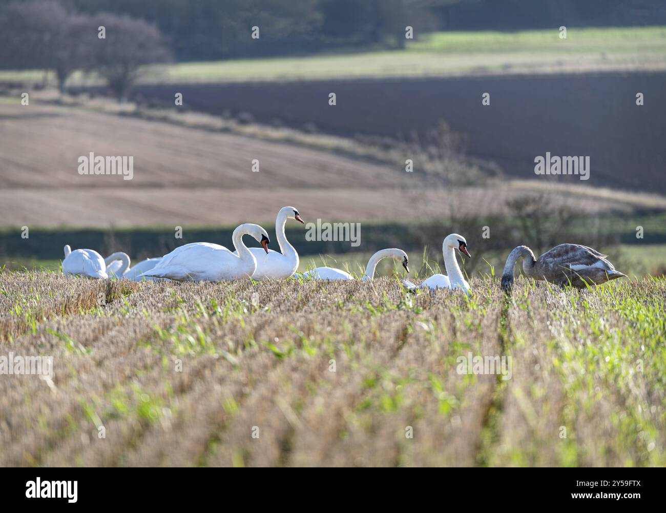 A group of mute swans feed and rest in a field of stubble Stock Photo ...