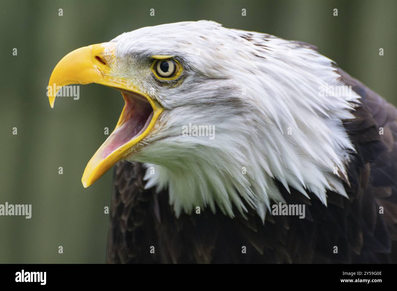 Portrait of a Bald Eagle (Captive Stock Photo - Alamy