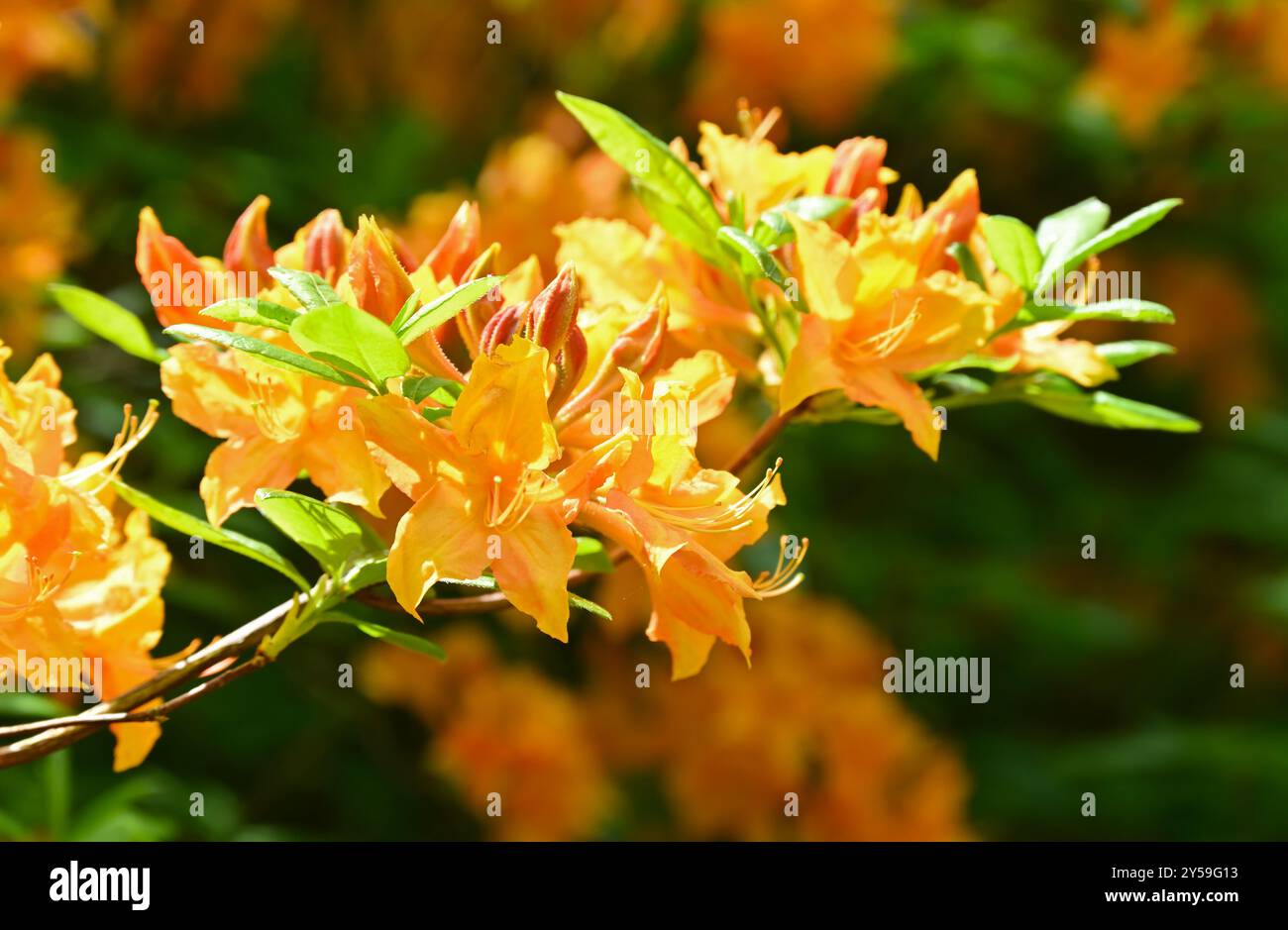 Vibrant egg yolk yellow, spring flowers of rhododendron Golden Lights ...