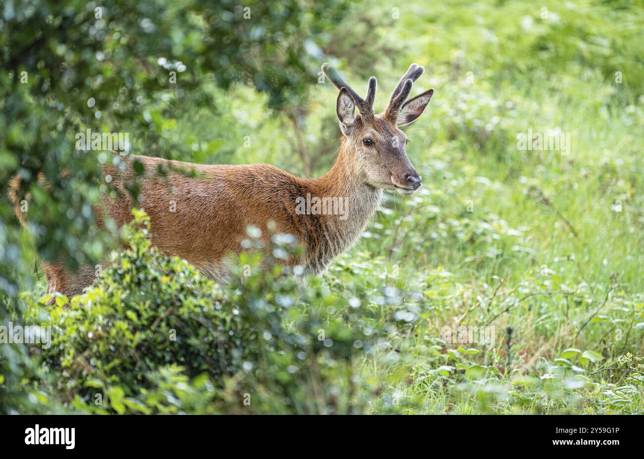 Red deer, Woodland, Glenveagh National Park, Donegal, Ireland, Europe ...