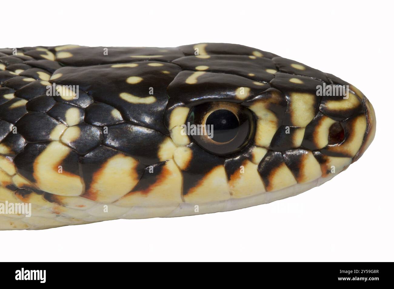 Exposed head of a railsnake in side view Stock Photo - Alamy