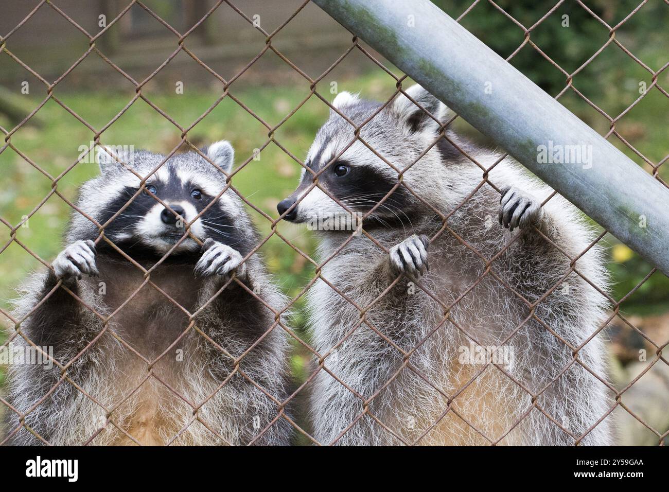Two raccoons kept in captivity hanging on the wire mesh and looking at ...