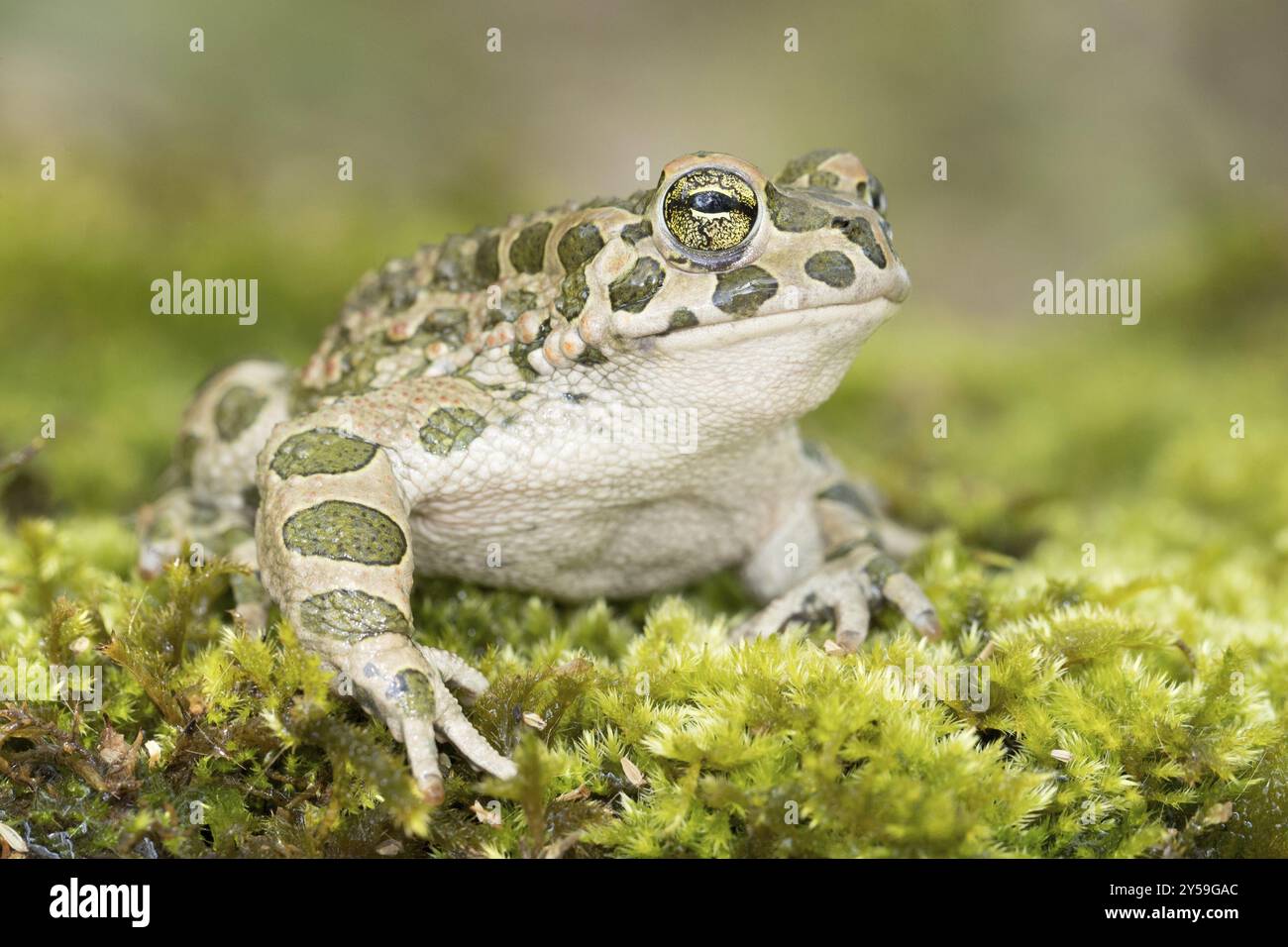 A green toad on moss in frontal view Stock Photo - Alamy