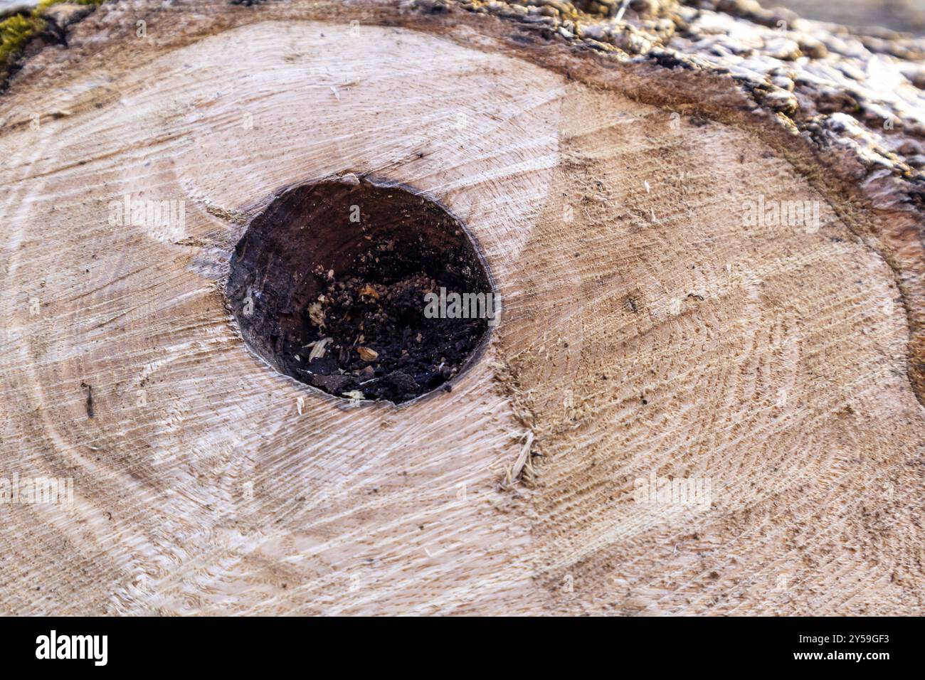 Broken edge of felled tree Stock Photo - Alamy