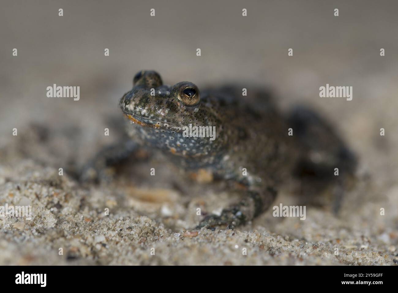 Fire-bellied toad head-on on sandy ground Stock Photo - Alamy