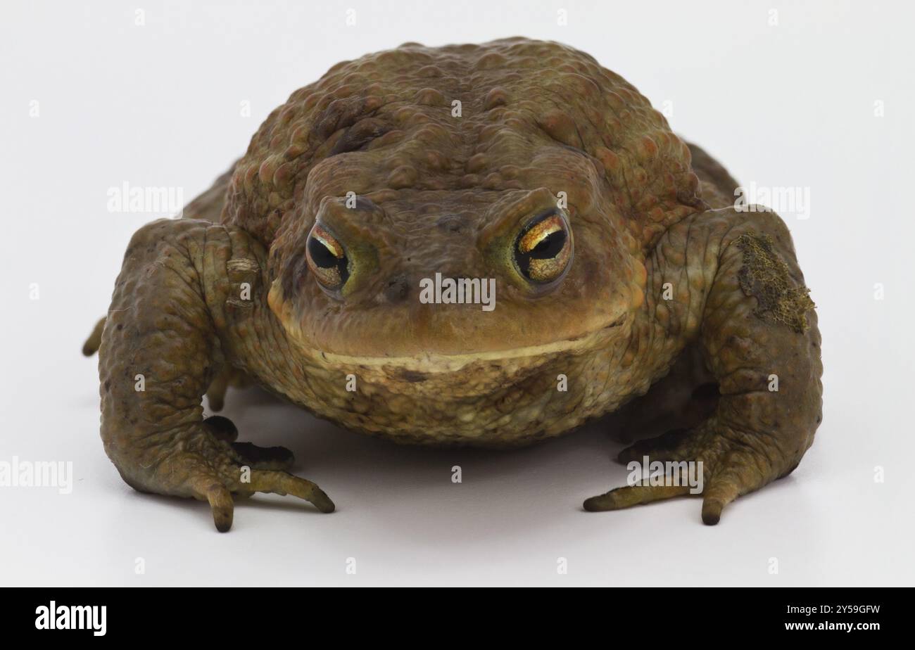 Common toad cropped from the front Stock Photo - Alamy