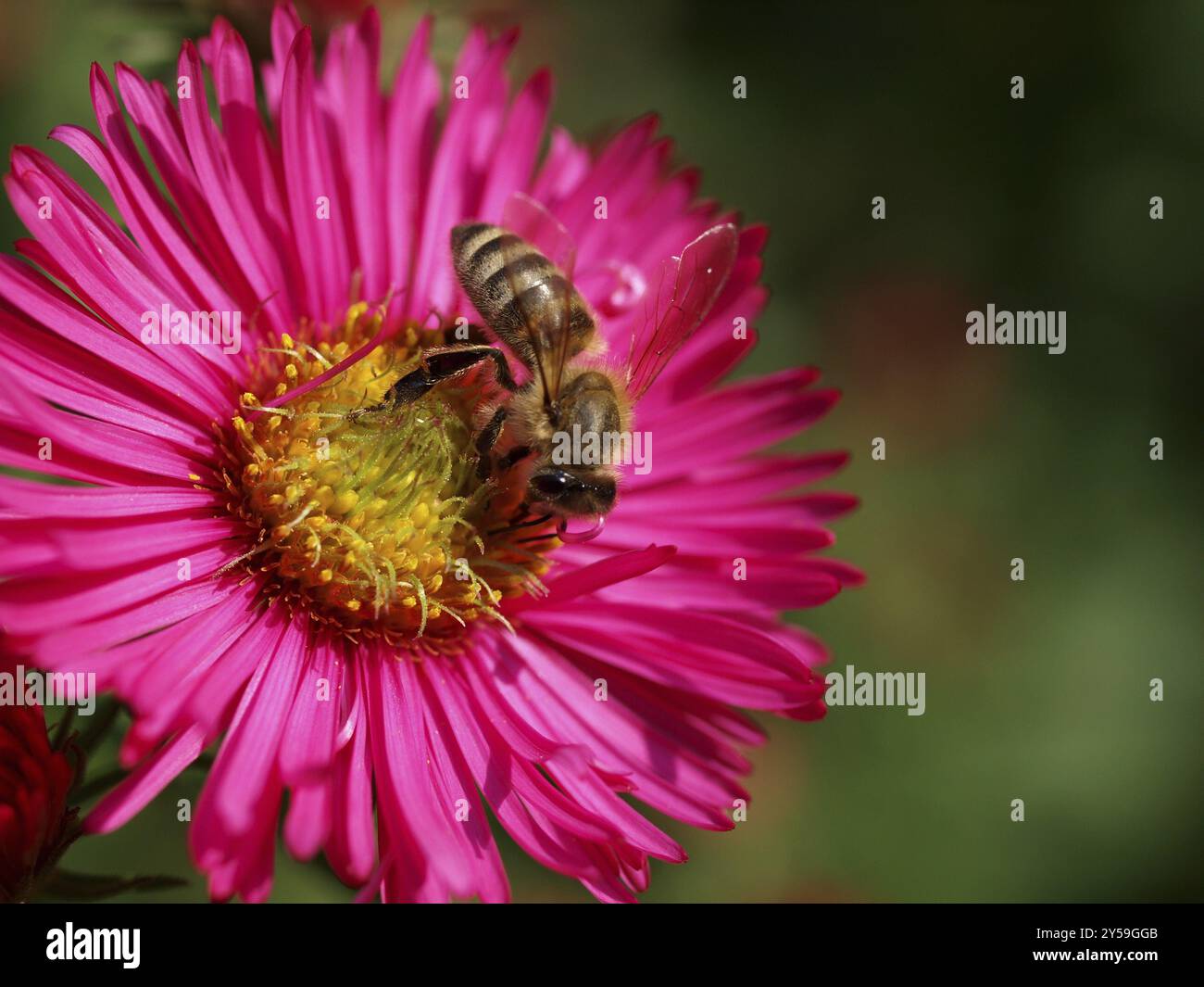 Plants with bees hi-res stock photography and images - Alamy