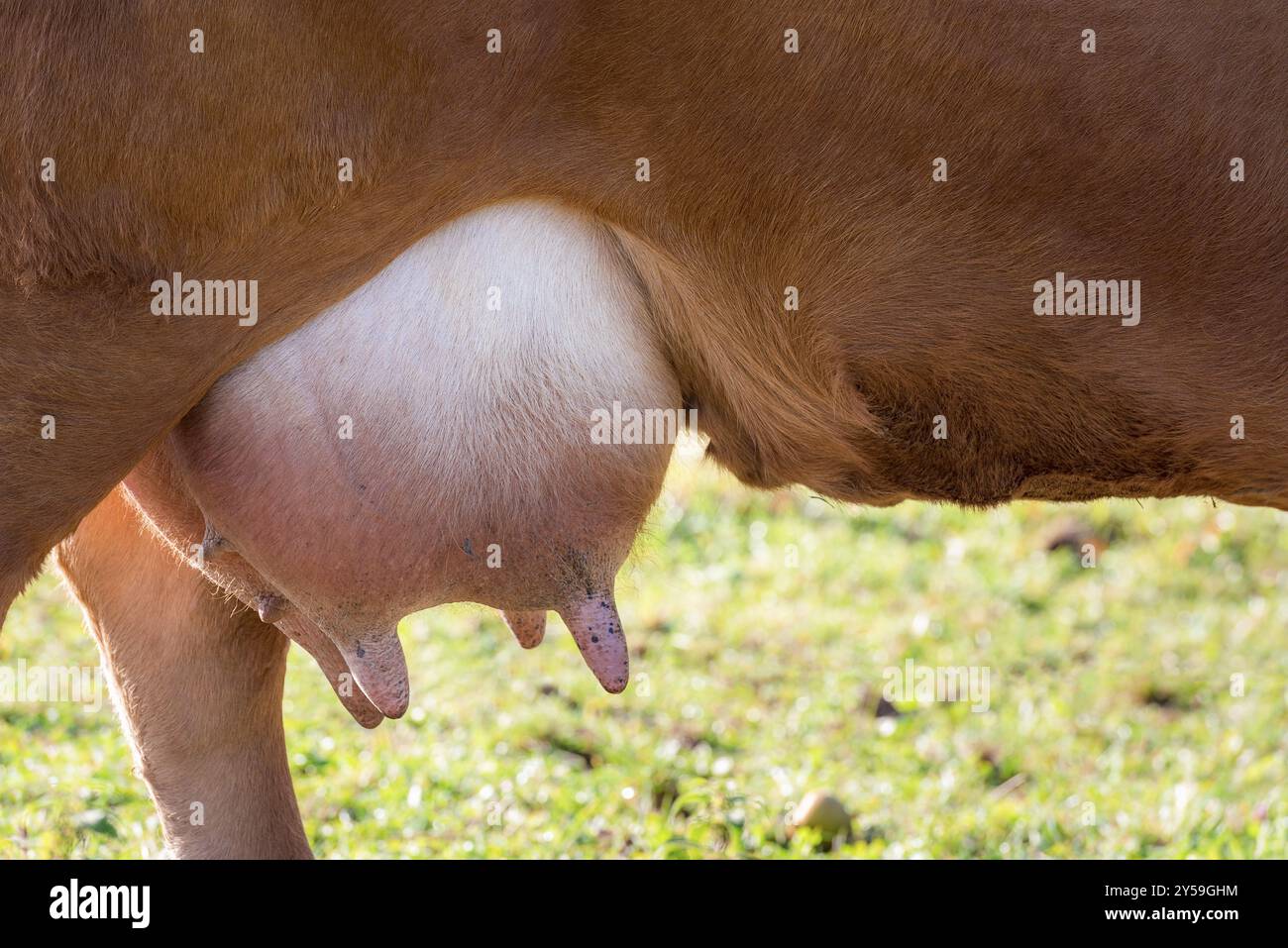 Big udders hi-res stock photography and images - Alamy