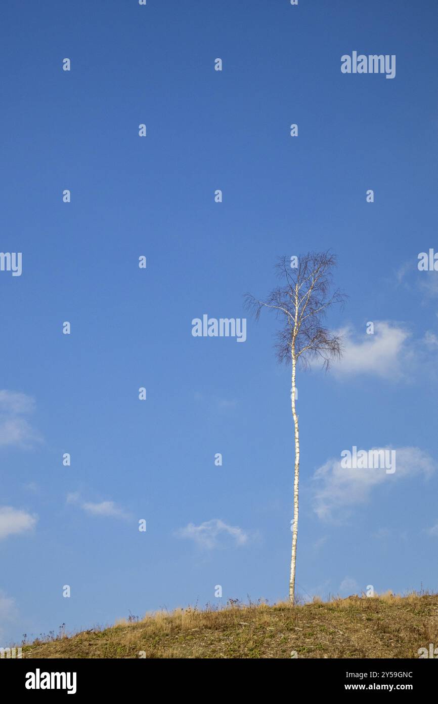 Individual birch trees hi-res stock photography and images - Alamy