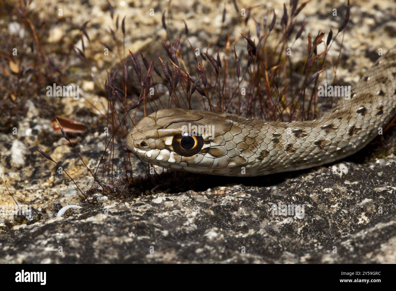 Head and front body of a 30 cm long lizard snake in the juvenile ...