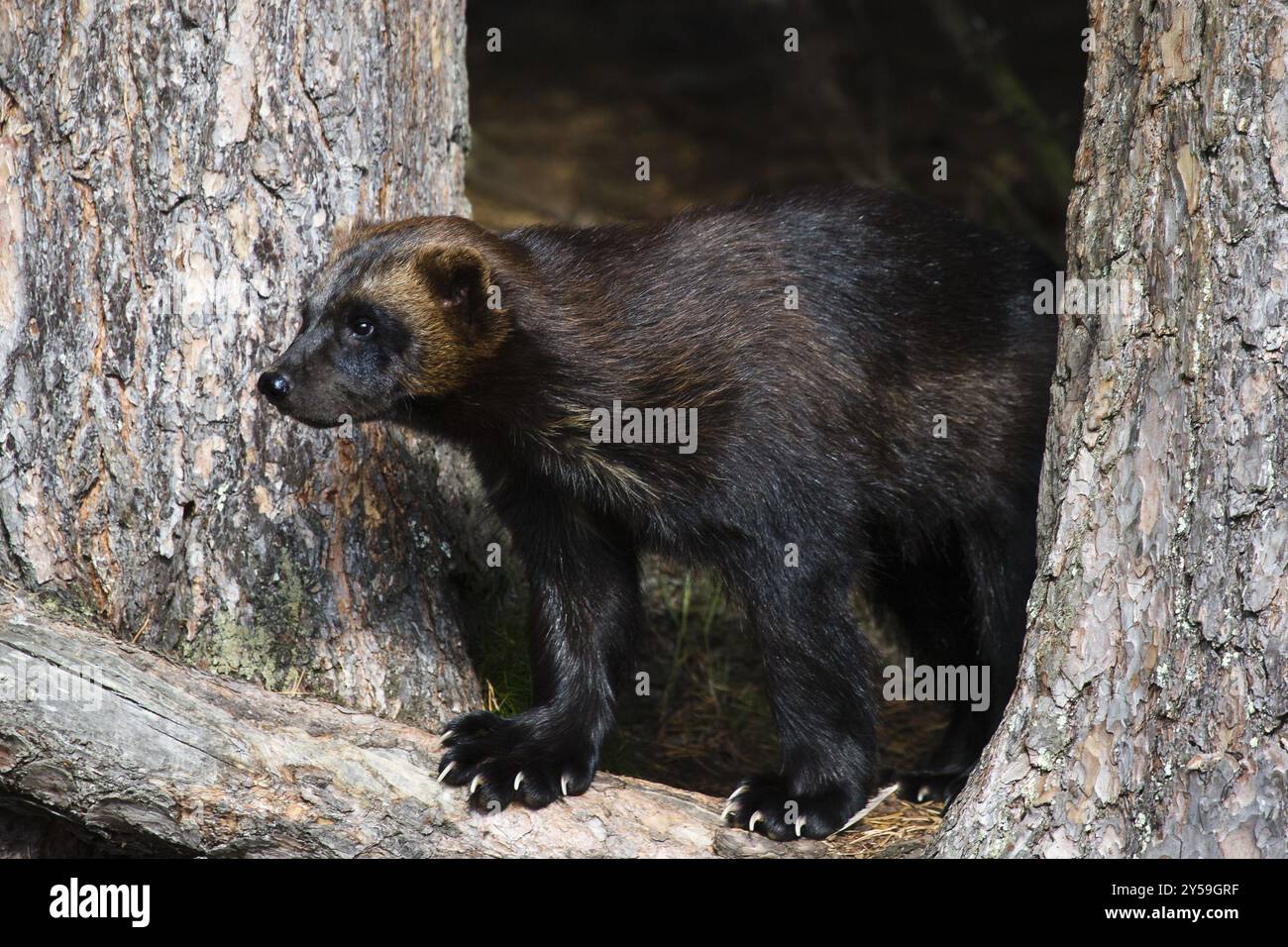 A wolverine passes between two tree trunks, the side view shows the ...