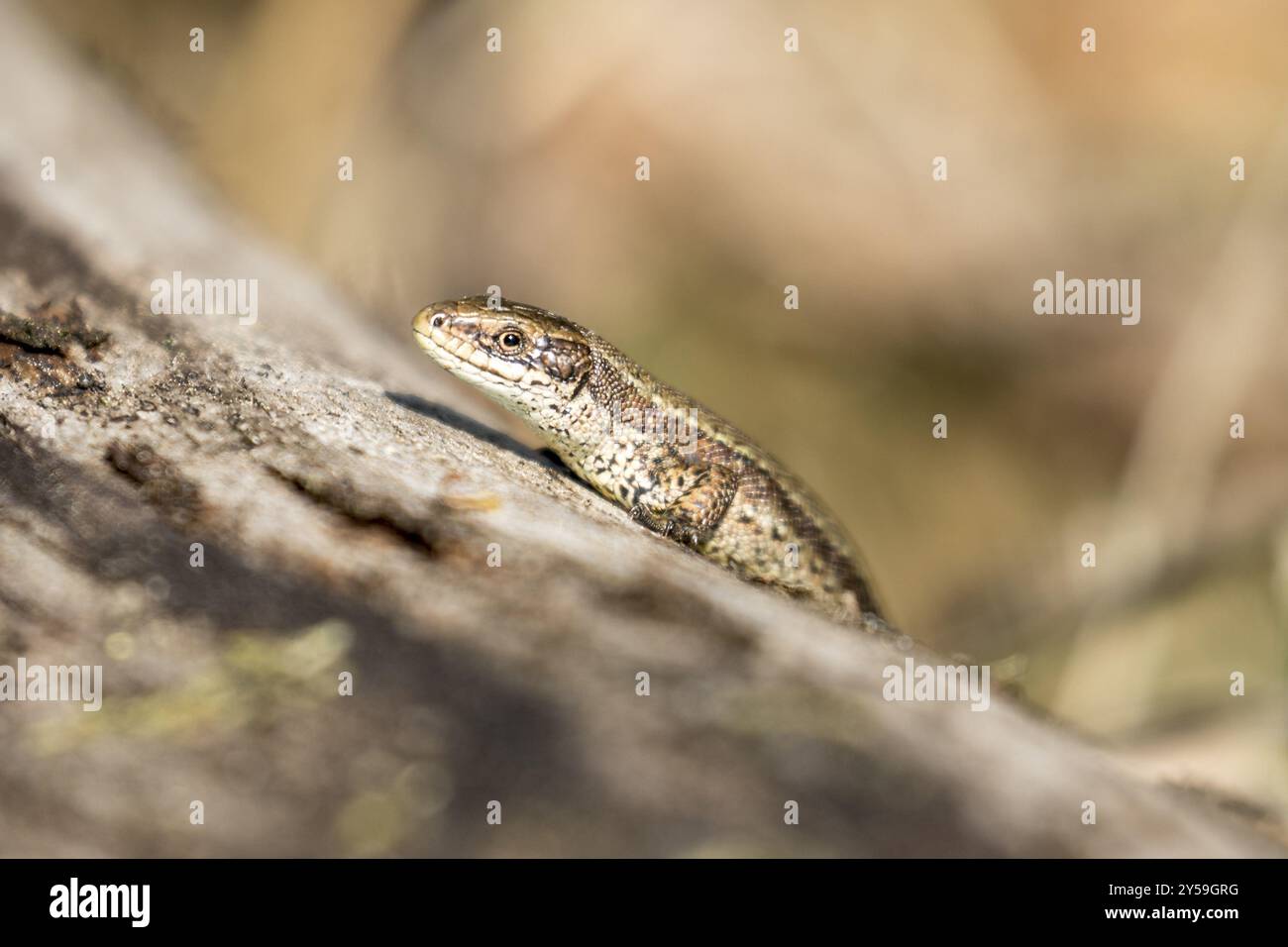 Front body of a mountain lizard in side view on a lying tree trunk ...