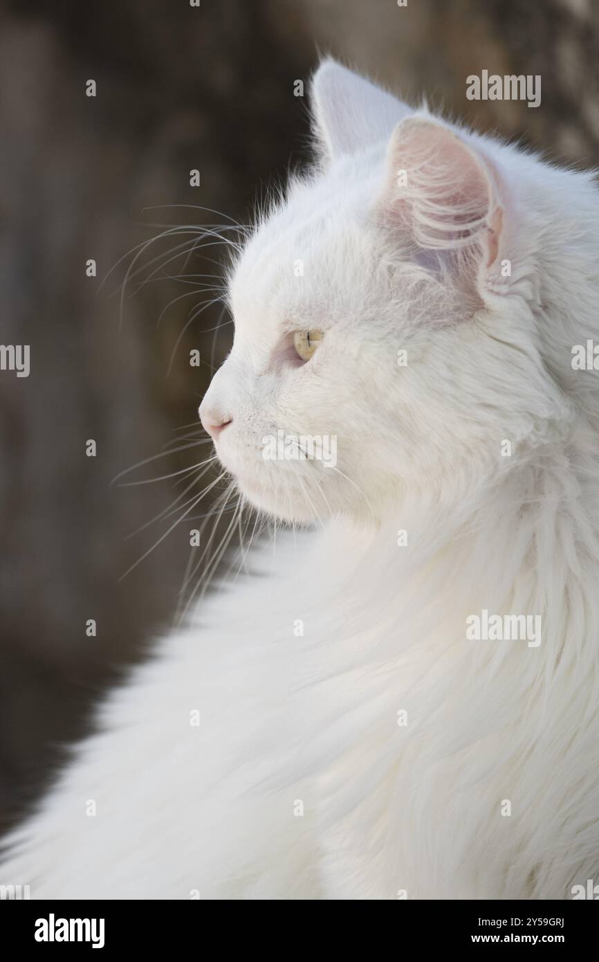 Sidewards view hi-res stock photography and images - Alamy