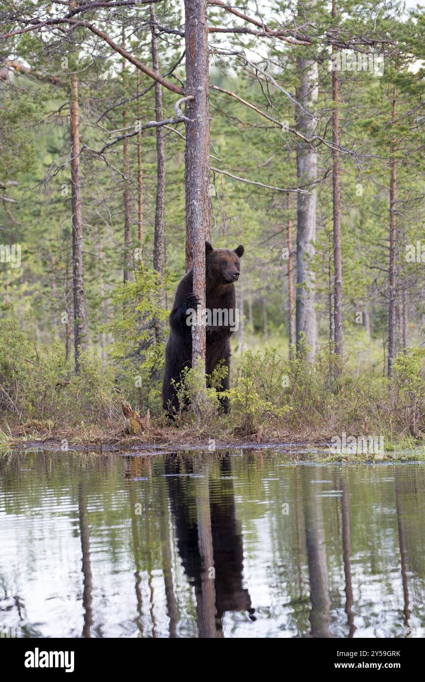 A brown bear upright in a tree is looking towards the photographer ...