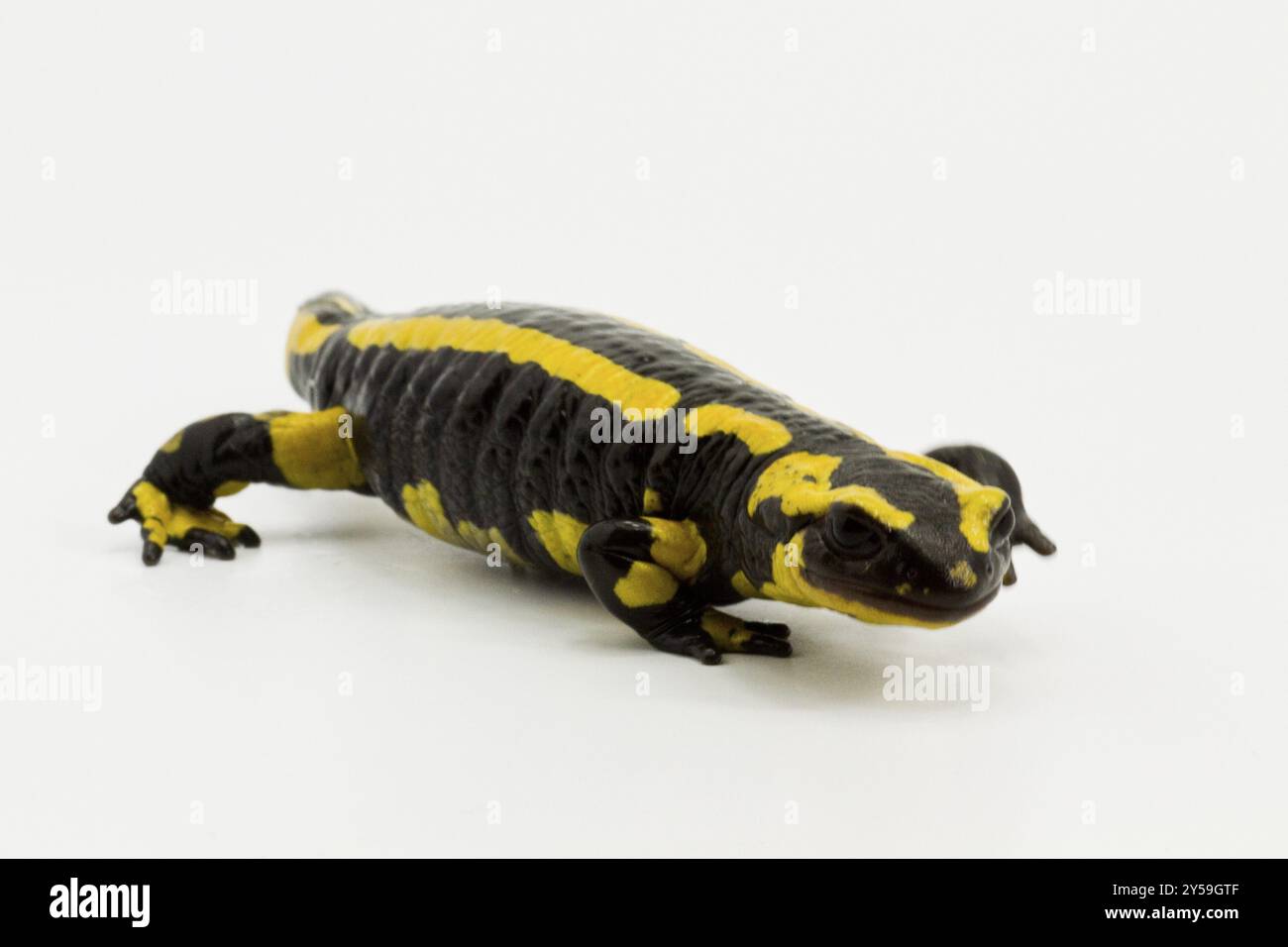 Fire salamander side view hi-res stock photography and images - Alamy