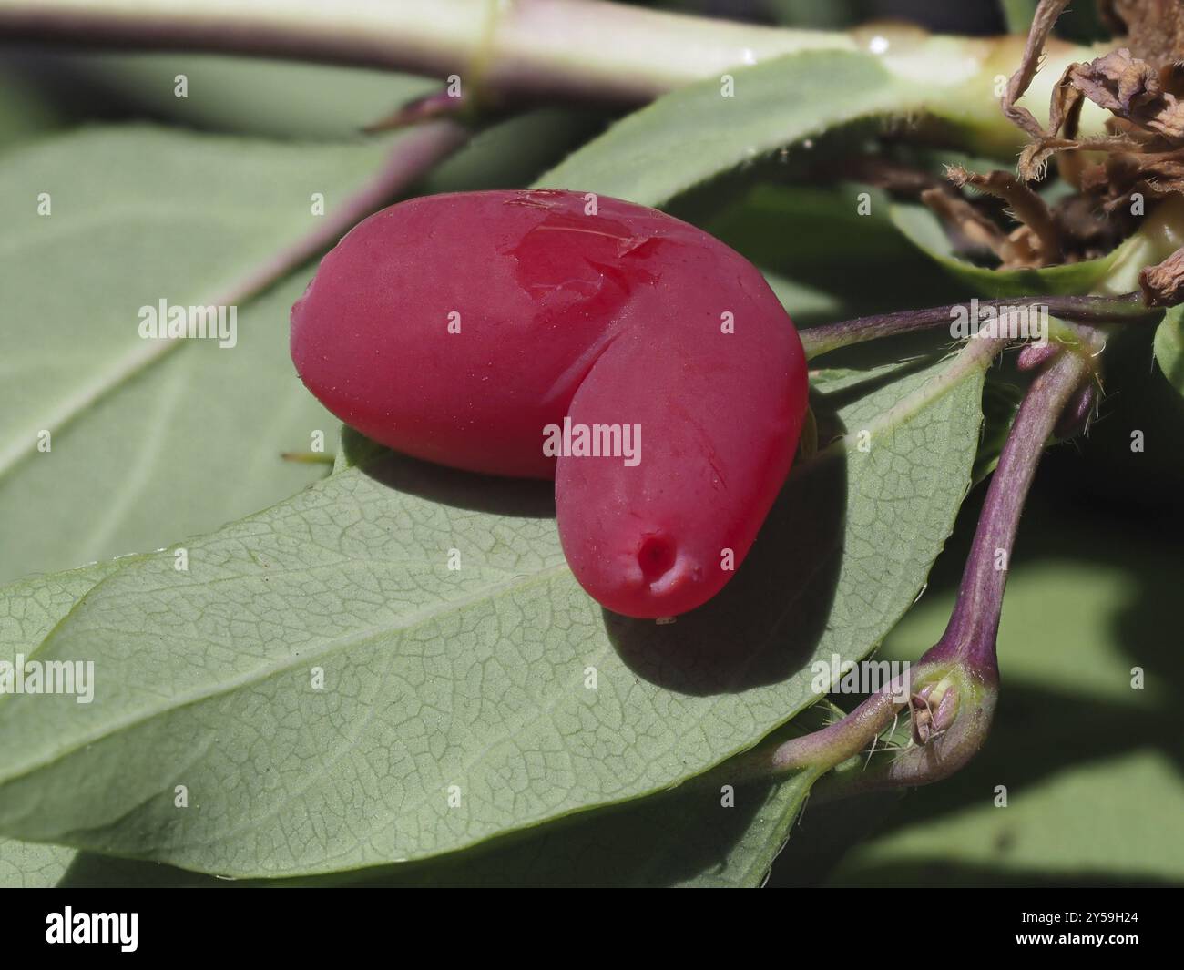 Lonicera purpusii hi-res stock photography and images - Alamy