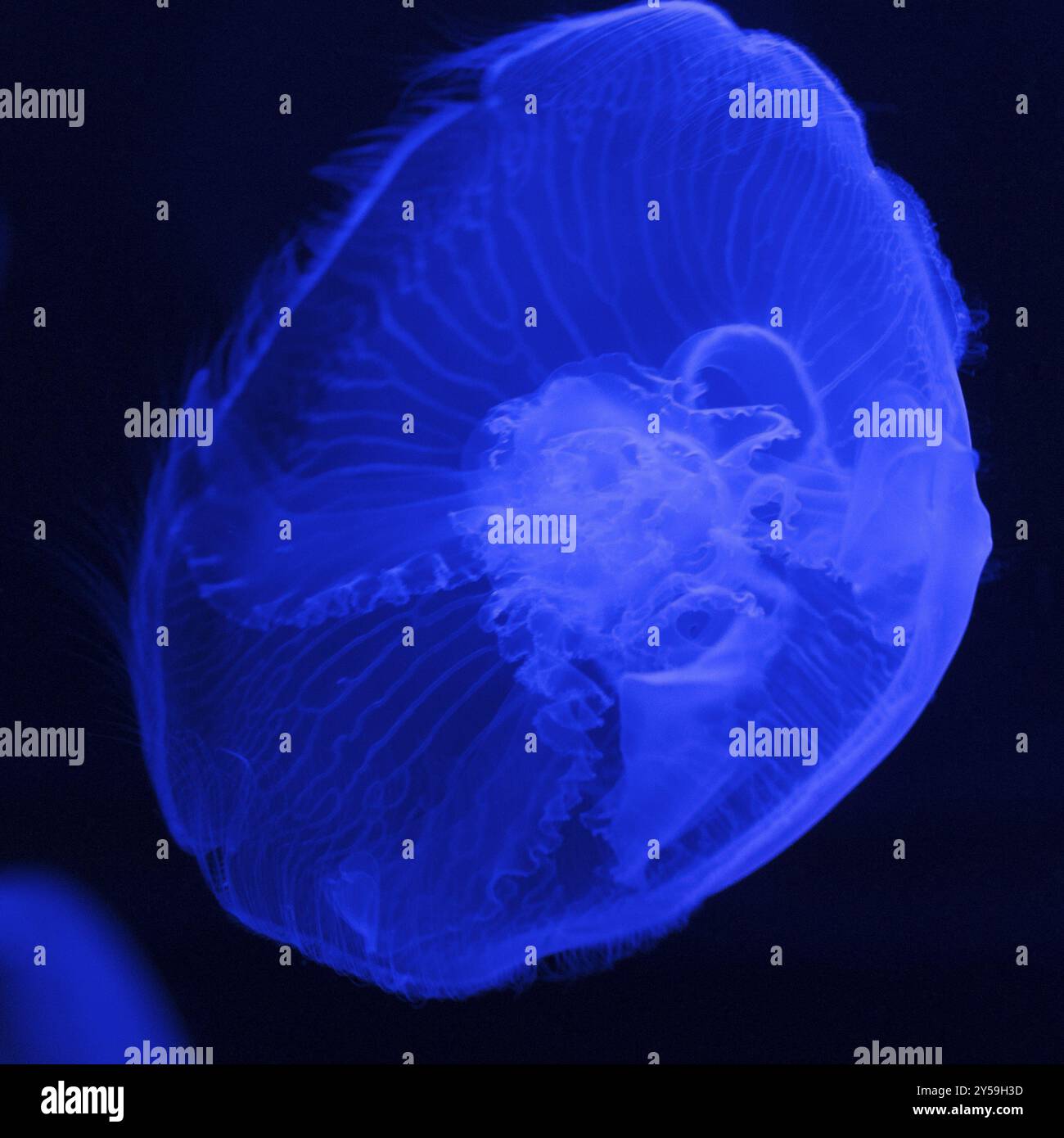 A moon jellyfish in the side view shows the underside Stock Photo - Alamy