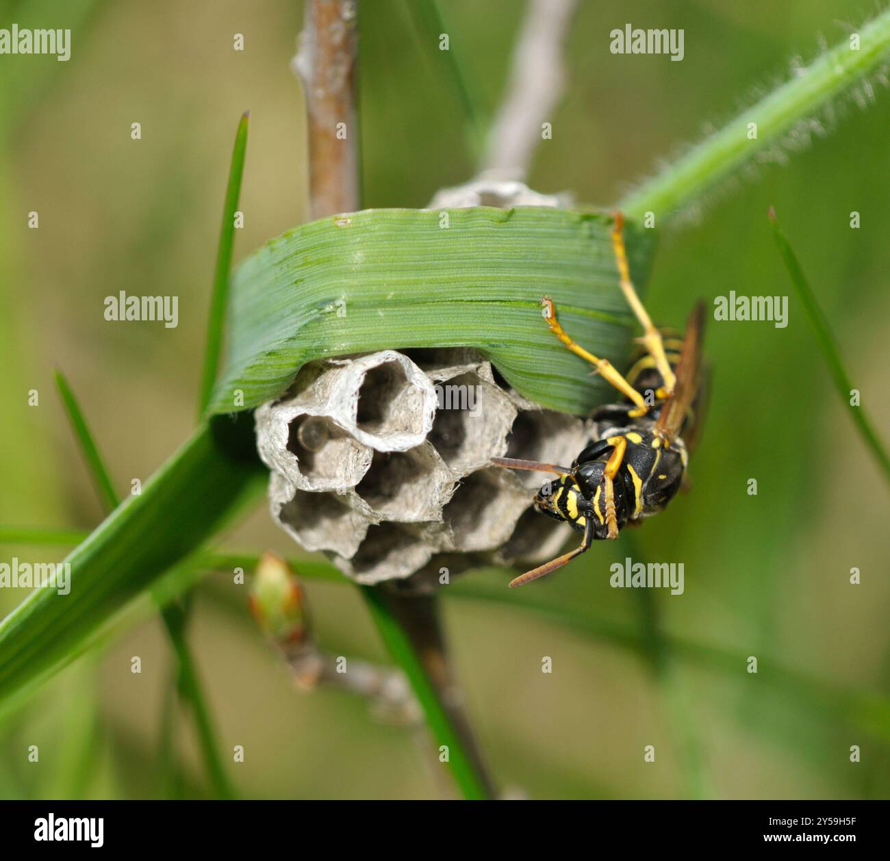 Wasp Apocrita guarding its nest combs offspring, forest Stock Photo - Alamy