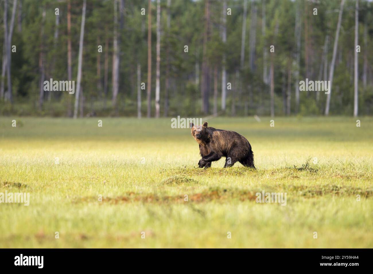 Brown bear in the Finnish bog running in side view Stock Photo - Alamy
