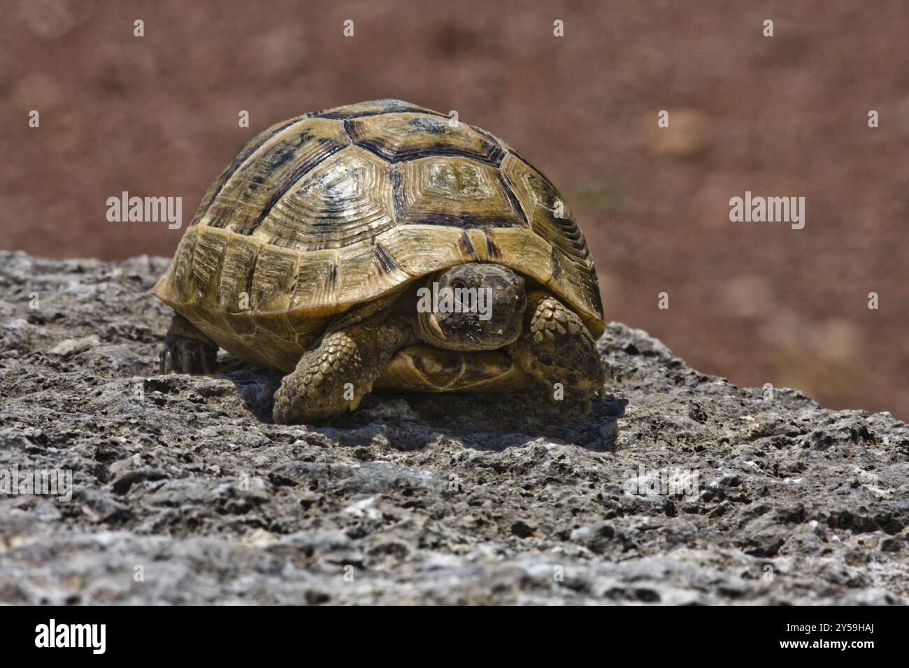 Mediterranean spur thighet tortoise hi-res stock photography and images ...