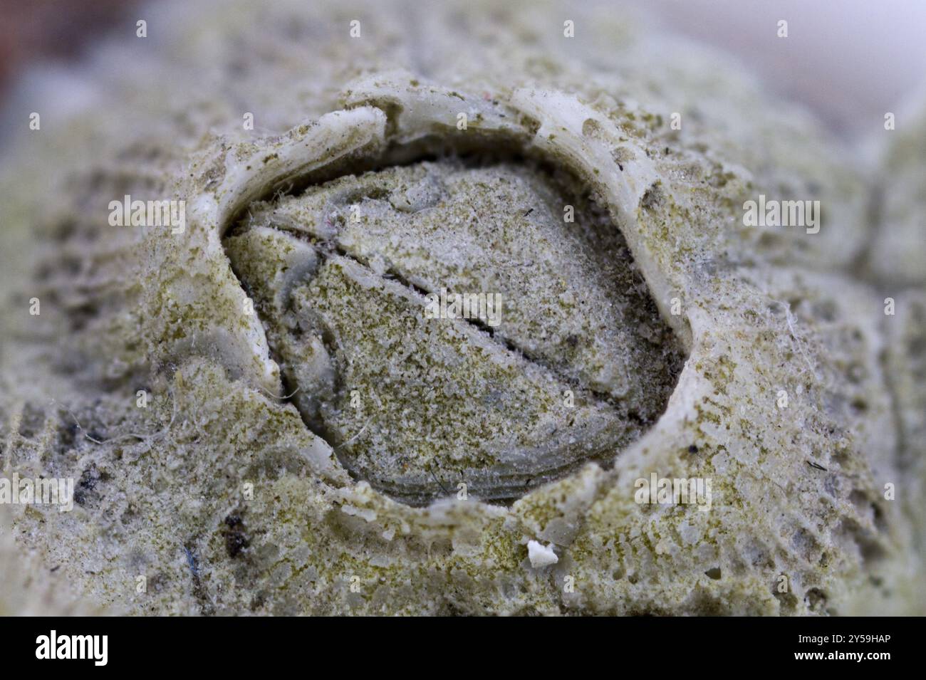 Animals three times hi-res stock photography and images - Alamy