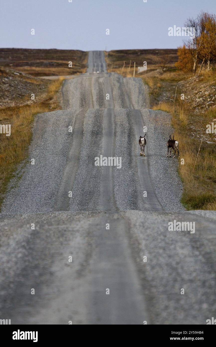 Two reindeer wander away from the photographer on a gravel track Stock ...