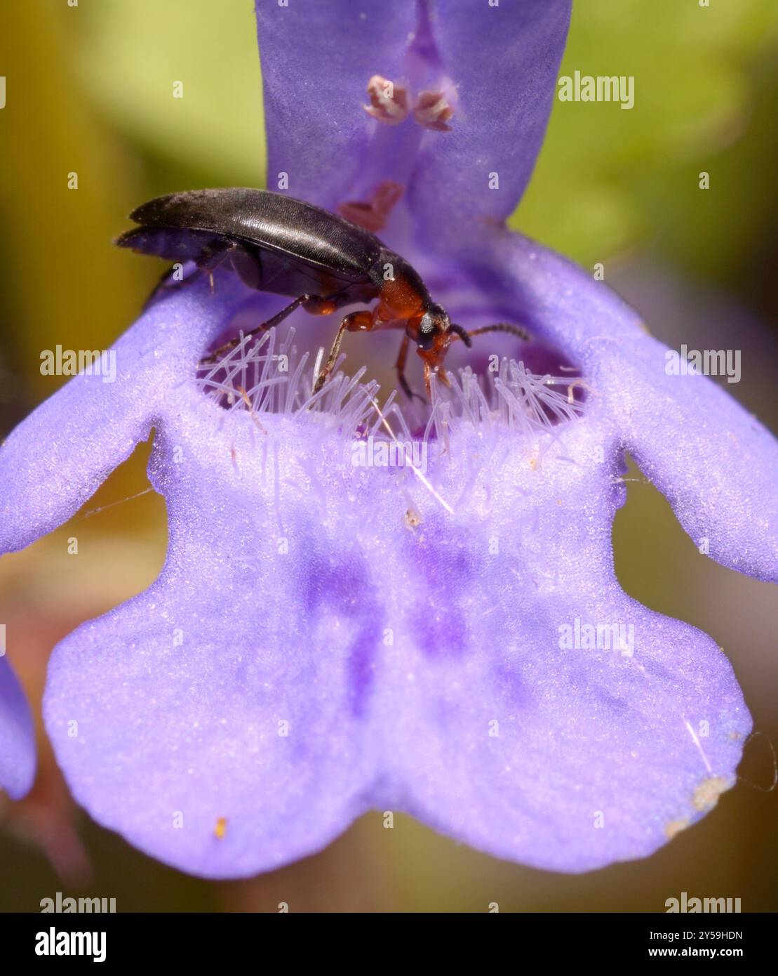 soldier beetle Cantharidae sitting on a forest flower Stock Photo - Alamy