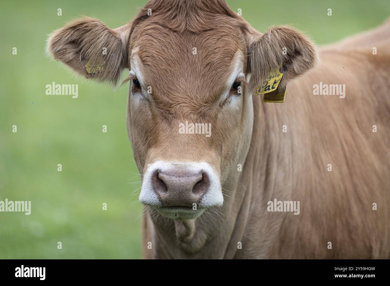 Single cow portrait Stock Photo - Alamy
