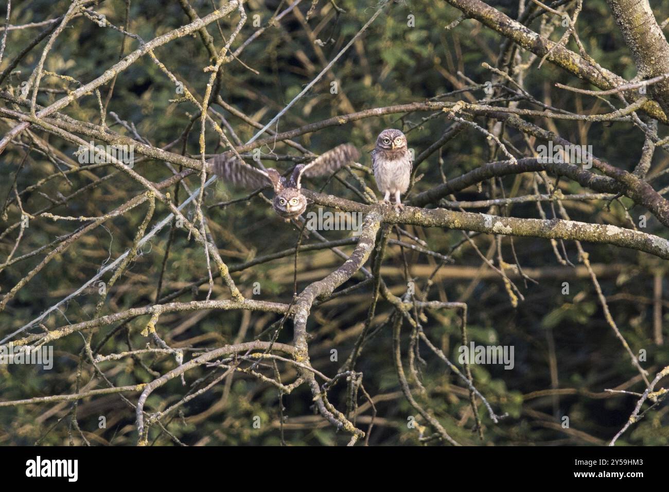 A flying and a sitting young owl on a dead tree Stock Photo - Alamy