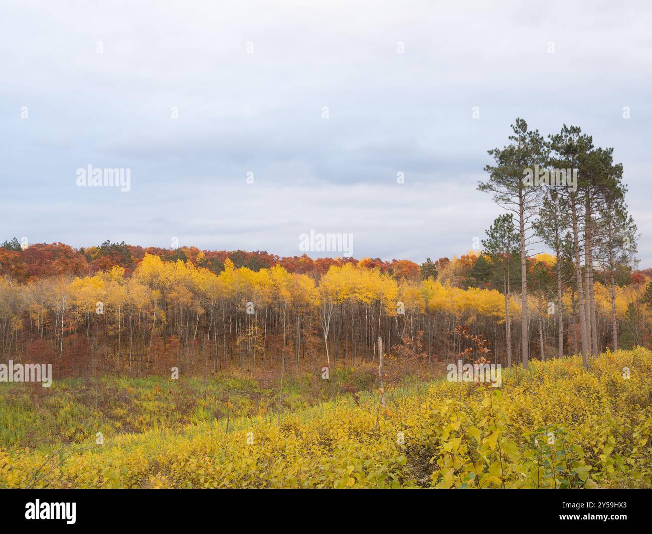 Autumn scene of rolling hills with birch trees in fall foliage ...