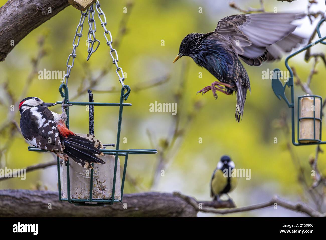 No feeding the birds hi-res stock photography and images - Alamy