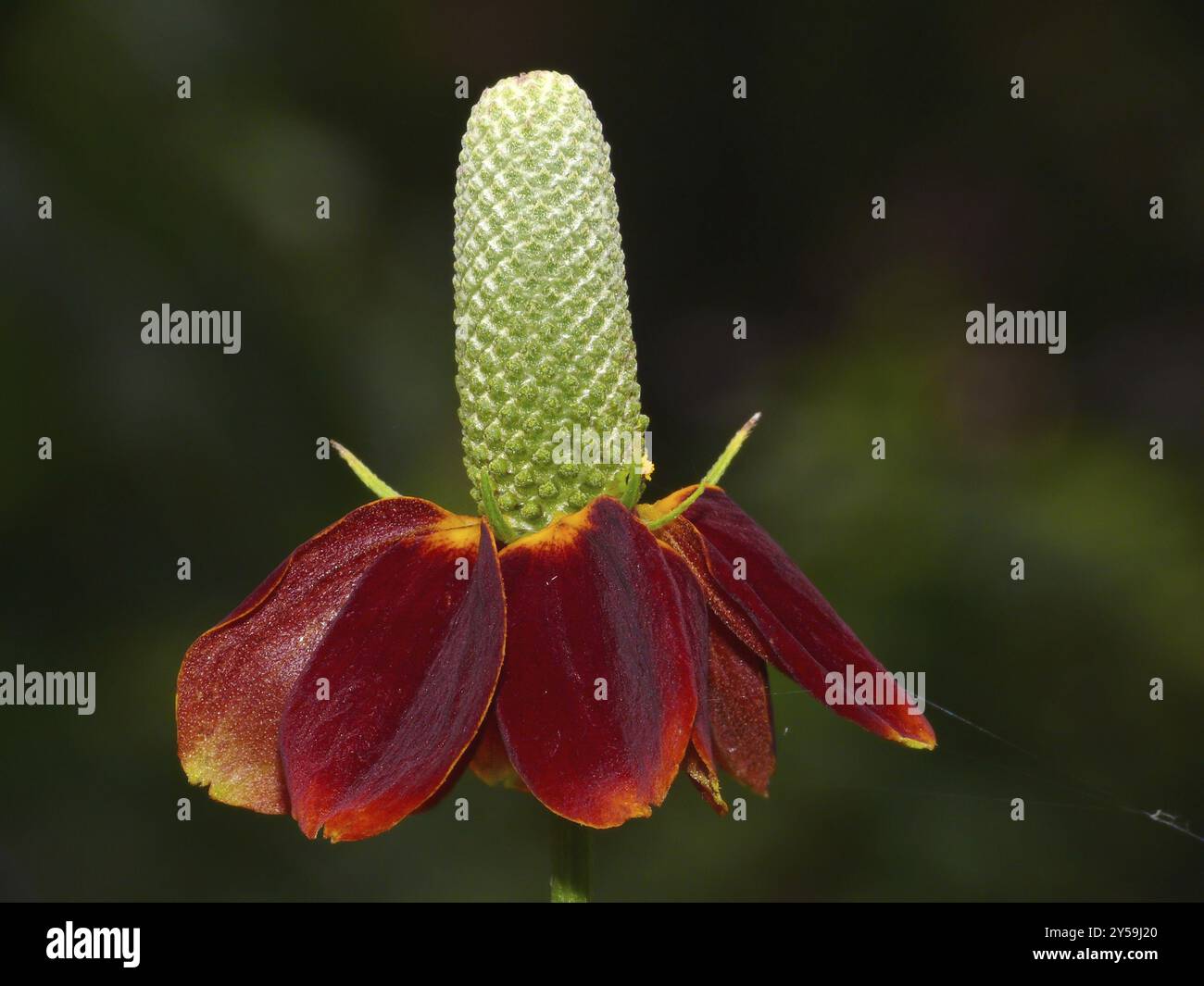 Ratibida columnifera 'Red Dwarf' Stock Photo - Alamy