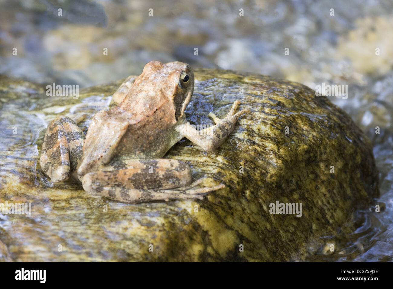 Side view of a Greek stream frog on a stone in the river Stock Photo ...