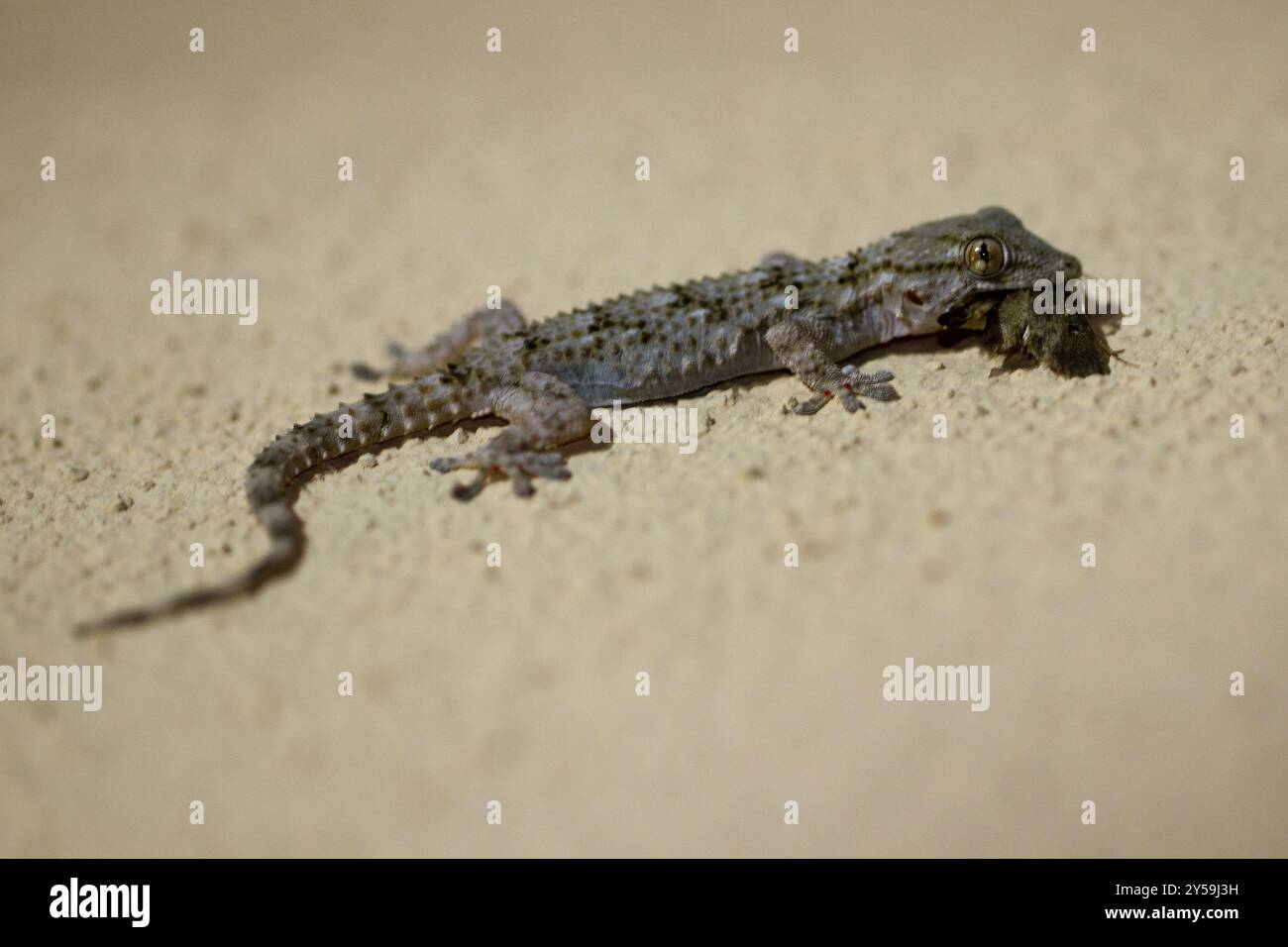 A wall gecko has preyed on an insect on a house wall Stock Photo - Alamy