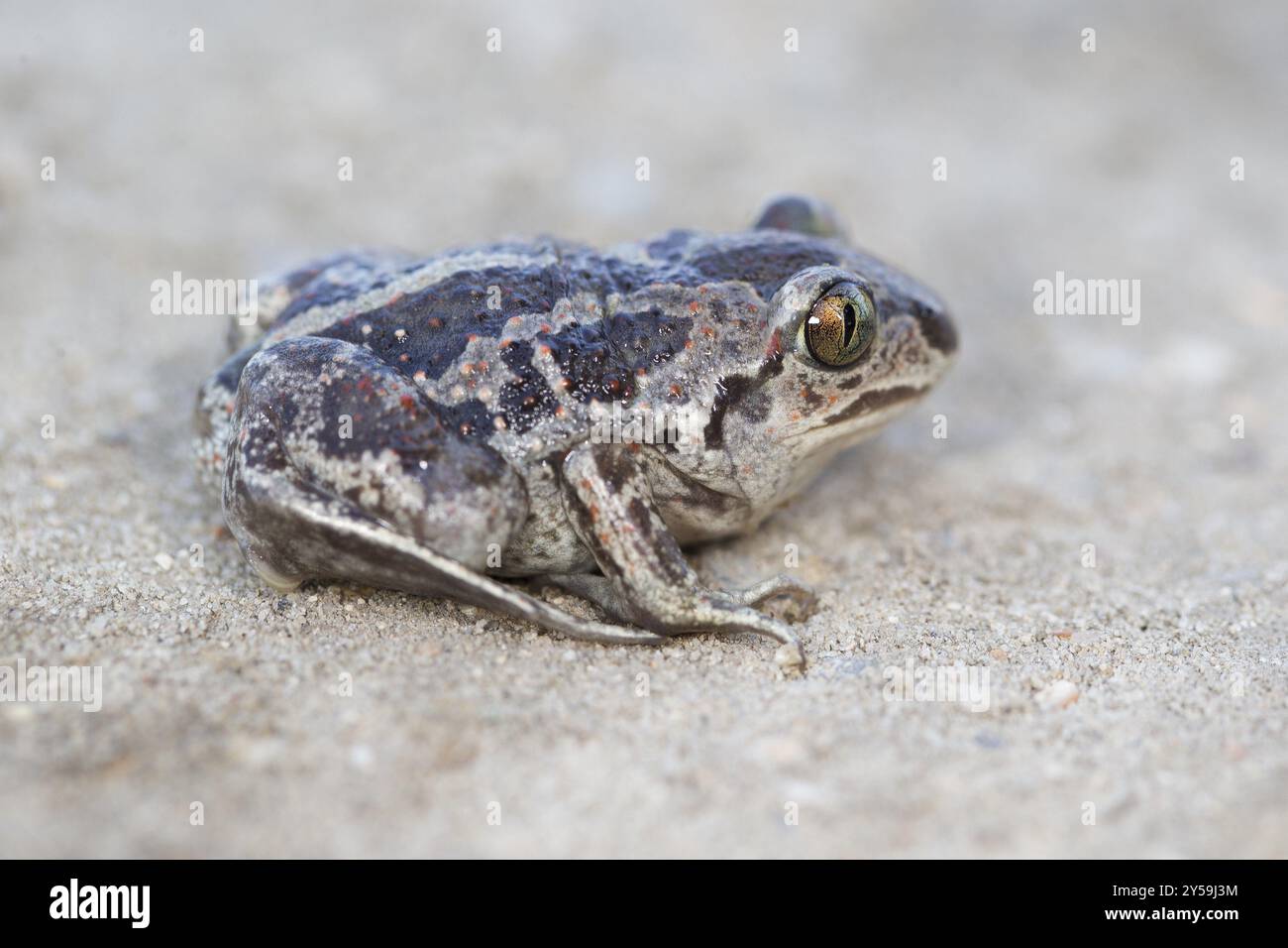 Common spadefoot toads hi-res stock photography and images - Alamy